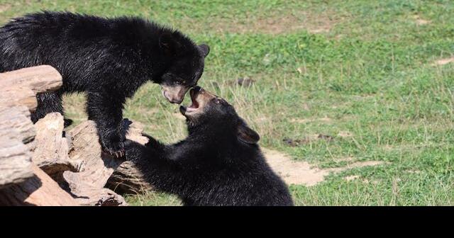 Texans Encouraged to Practice Bear Safety | News | palestineherald.com