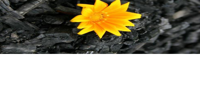 HOLOCAUST REMEMBRANCE: Art from the Ashes | Community | palestineherald.com