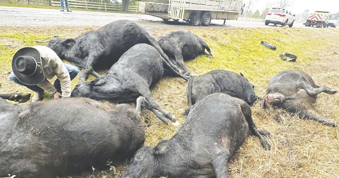 Houston County Sheriff investigates cattle theft, cruelty case | News ...