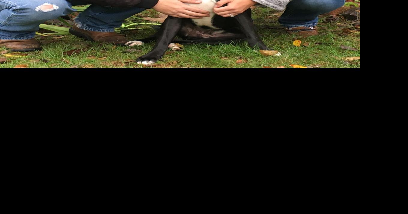 Dogs displaced by hurricanes find new homes in Minnesota | Don't Miss ...
