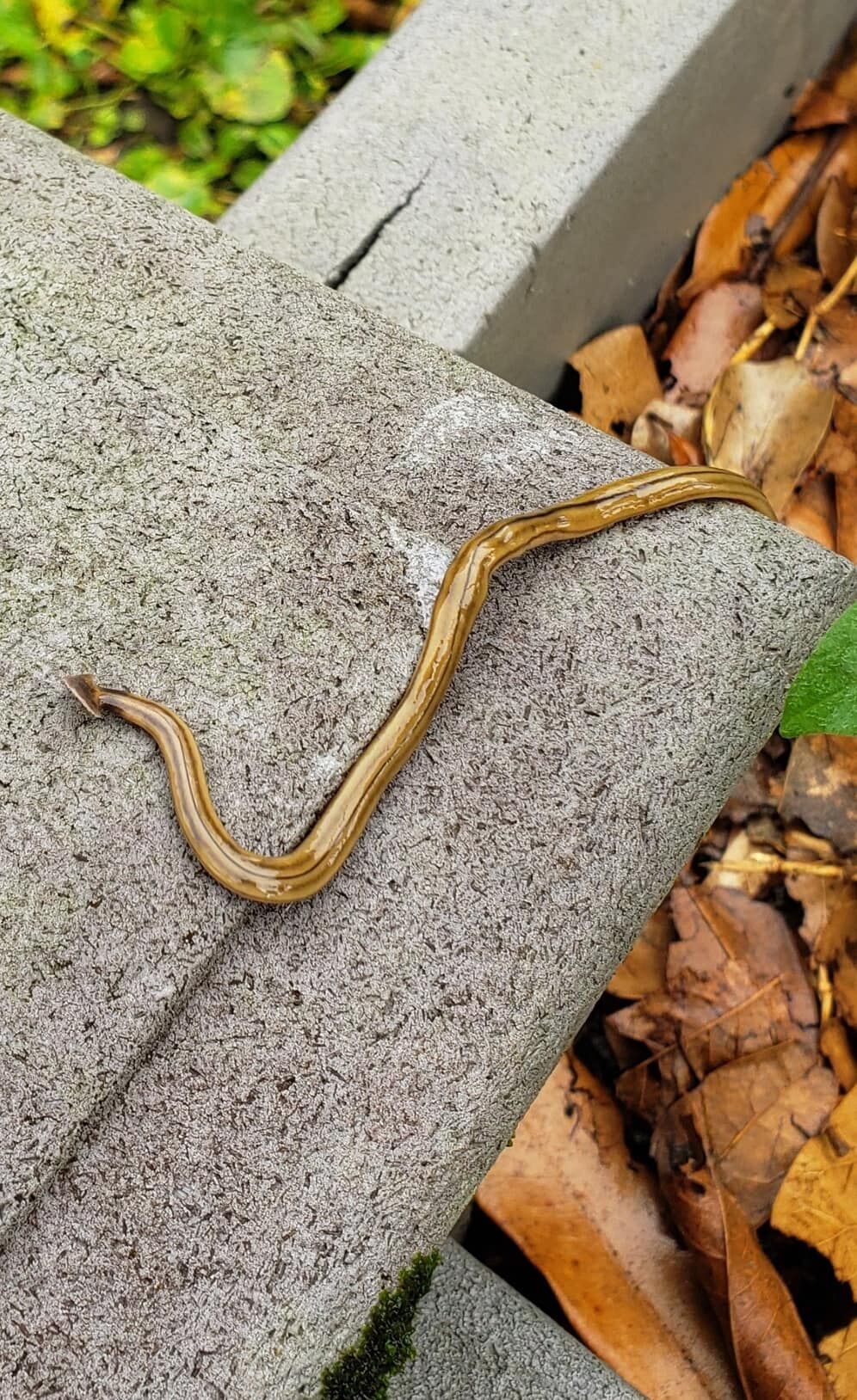 Alien in the garden: Hammerhead worms | News | palestineherald.com