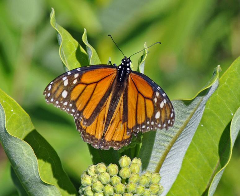 Your Life: Monarch butterfly lecture set for Palestine | Community ...