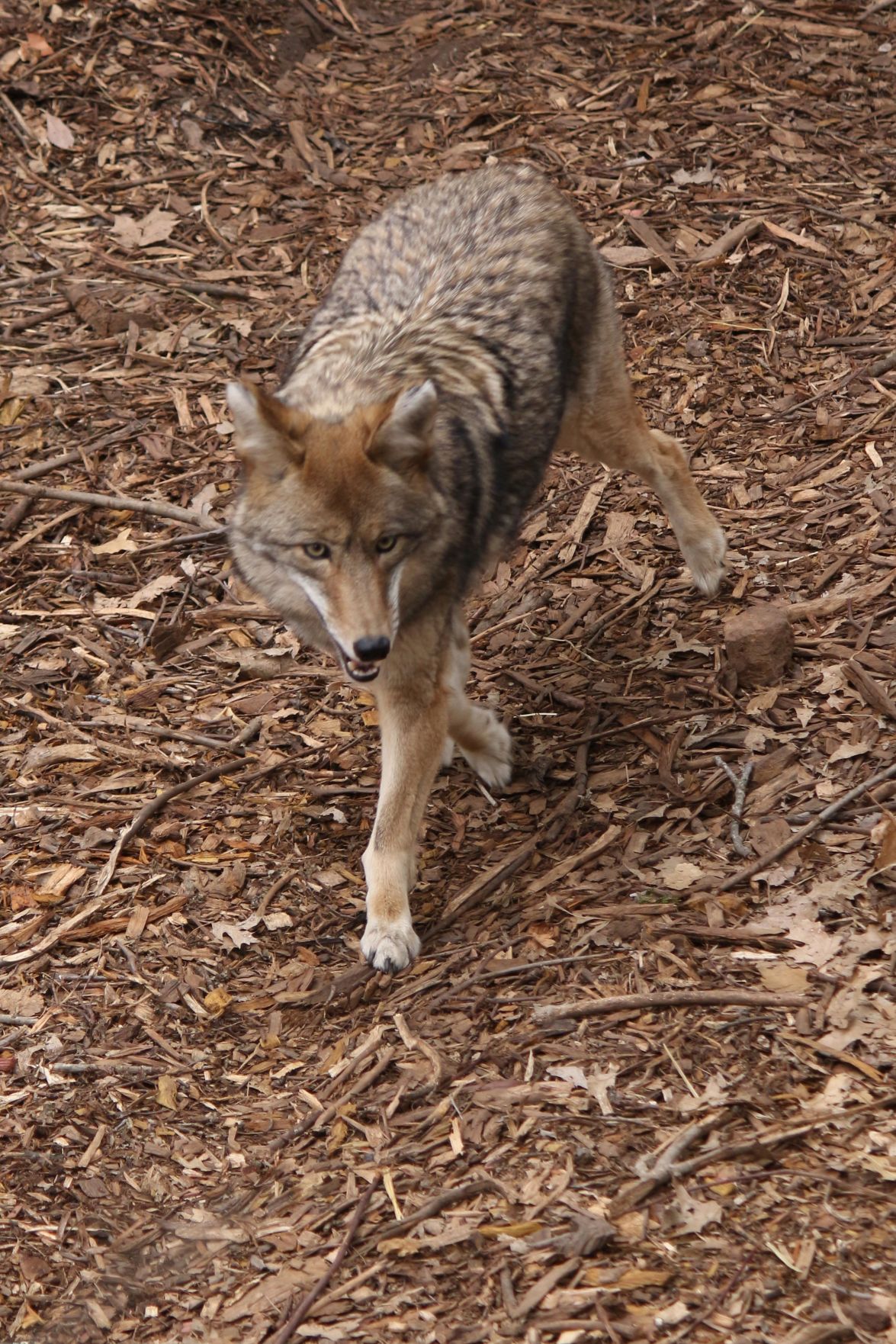 Rising coyote activity during mating season: What residents need to ...
