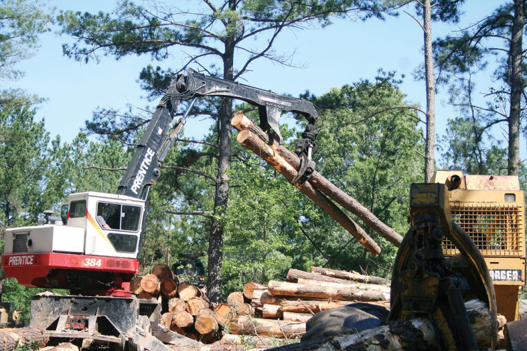 Forest Service begins selective logging in Community Forest | Local ...