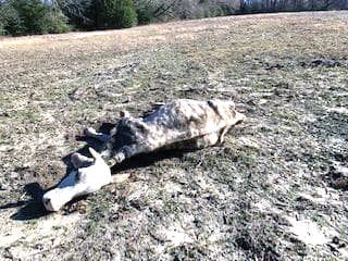 Neighbors demand rancher be held accountable for dying cattle | News ...