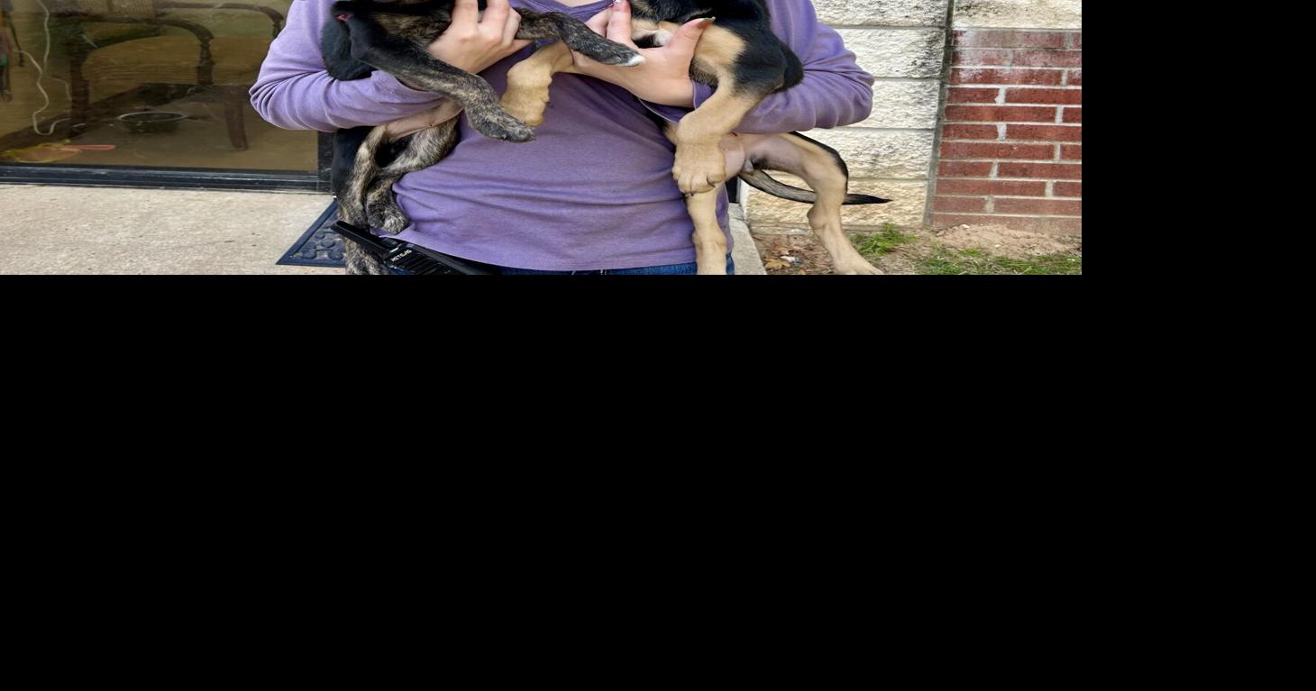 BARC taking bold steps to reduce stray population | News ...