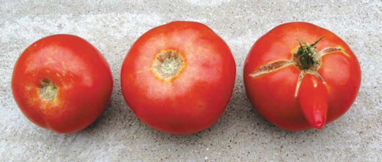Attack of the mutant tomatoes? Local Master Gardener grows funny-shaped ...