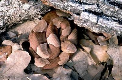 Copperhead sightings on the rise across North Texas | News ...