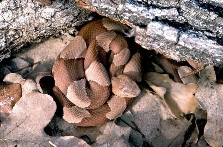 Copperhead sightings on the rise across North Texas | News ...