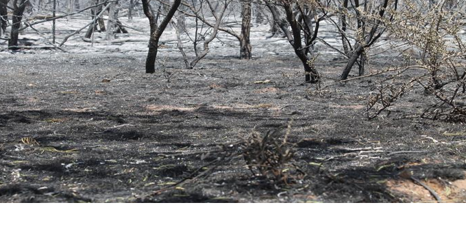 Record heat could have economic ripple effect | News | palestineherald.com