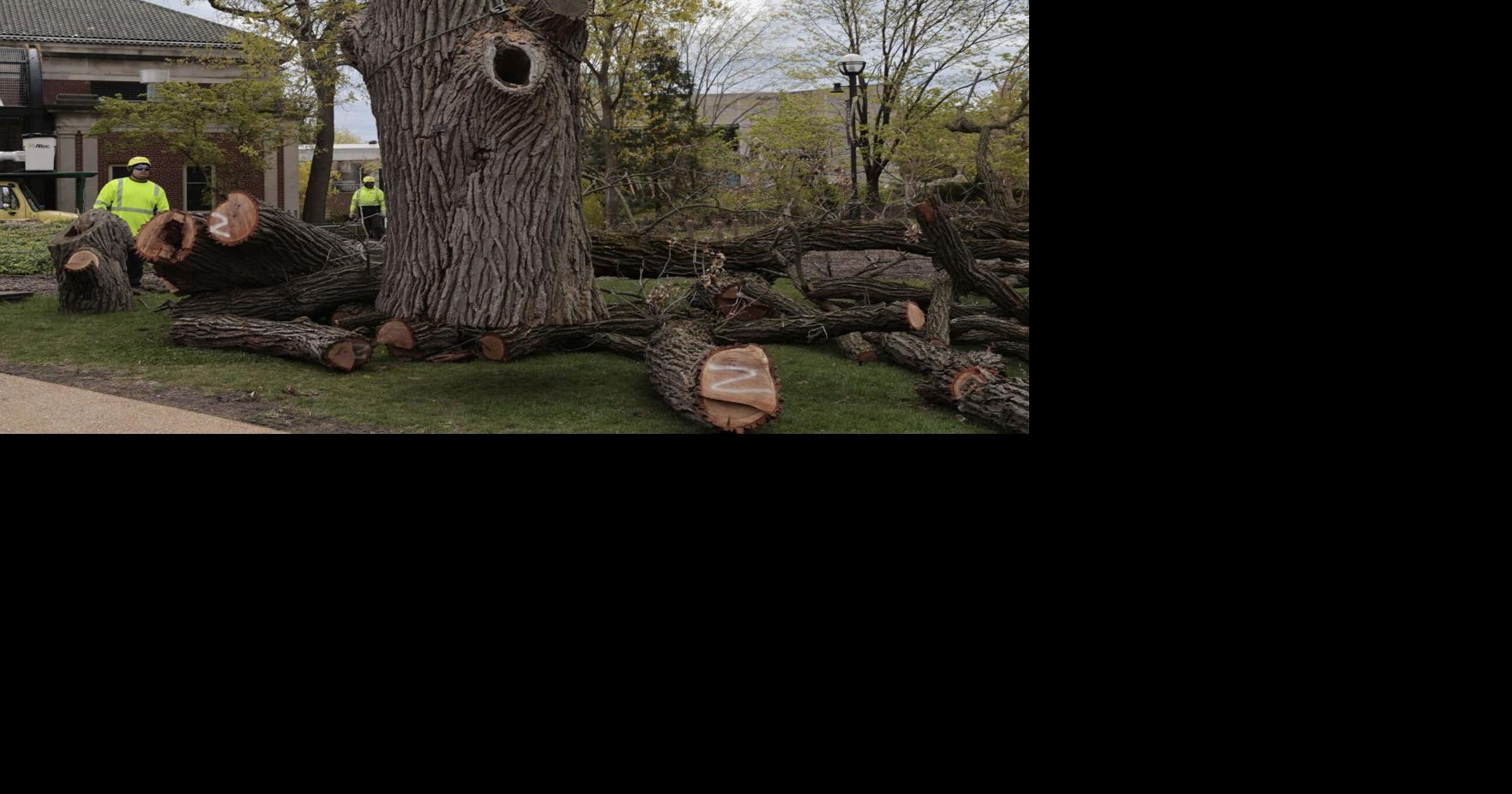 Centuries-old tree cut down at Chicago's Lincoln Park Zoo