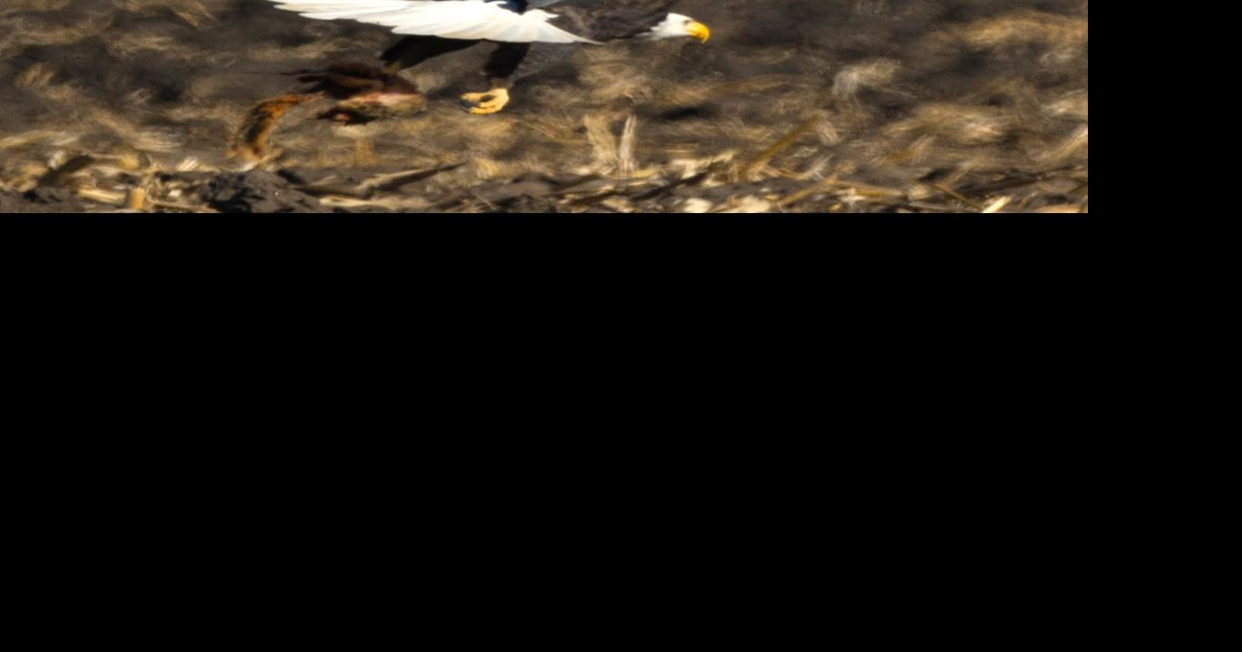 'Tis the season: Eagles flock to Illinois in winter