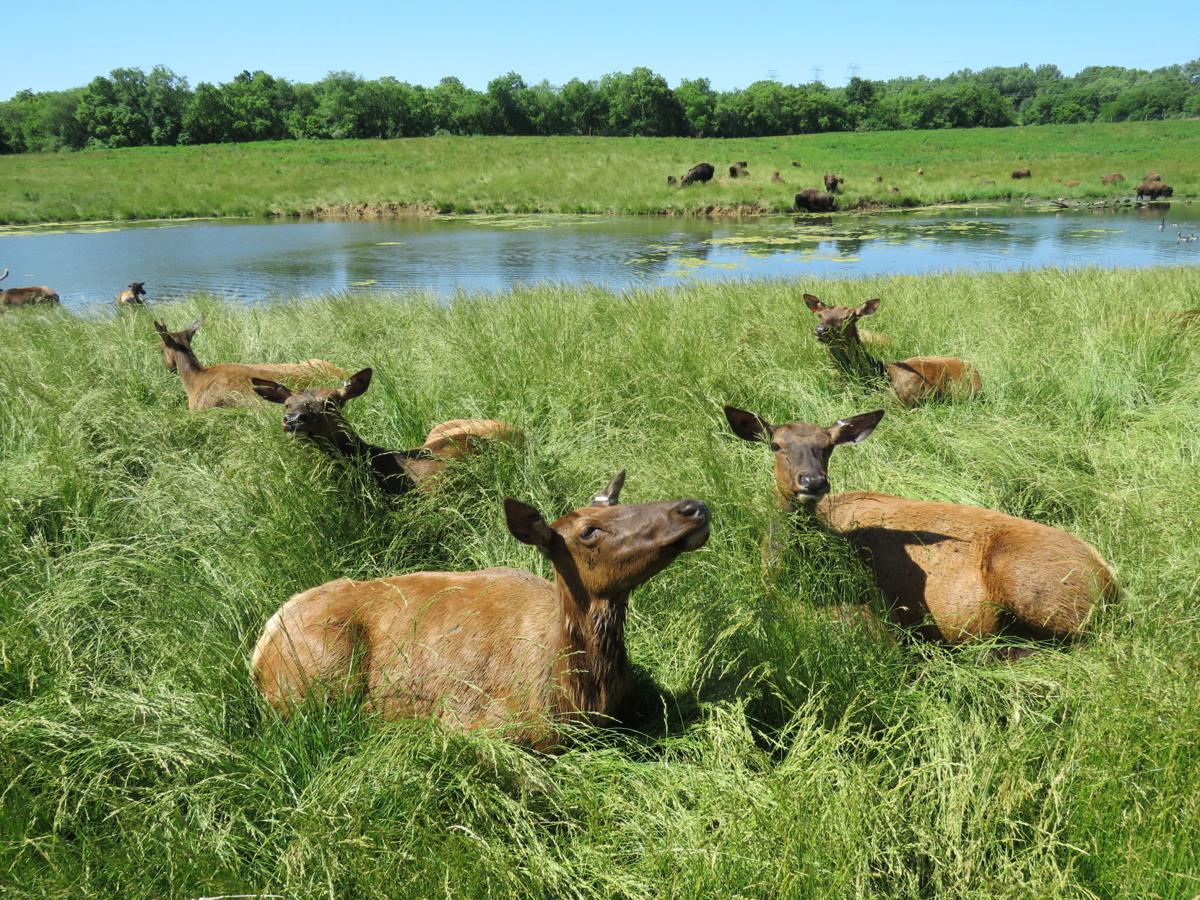 Churchill: For animal lovers, adventure awaits at Wildlife Prairie Park ...