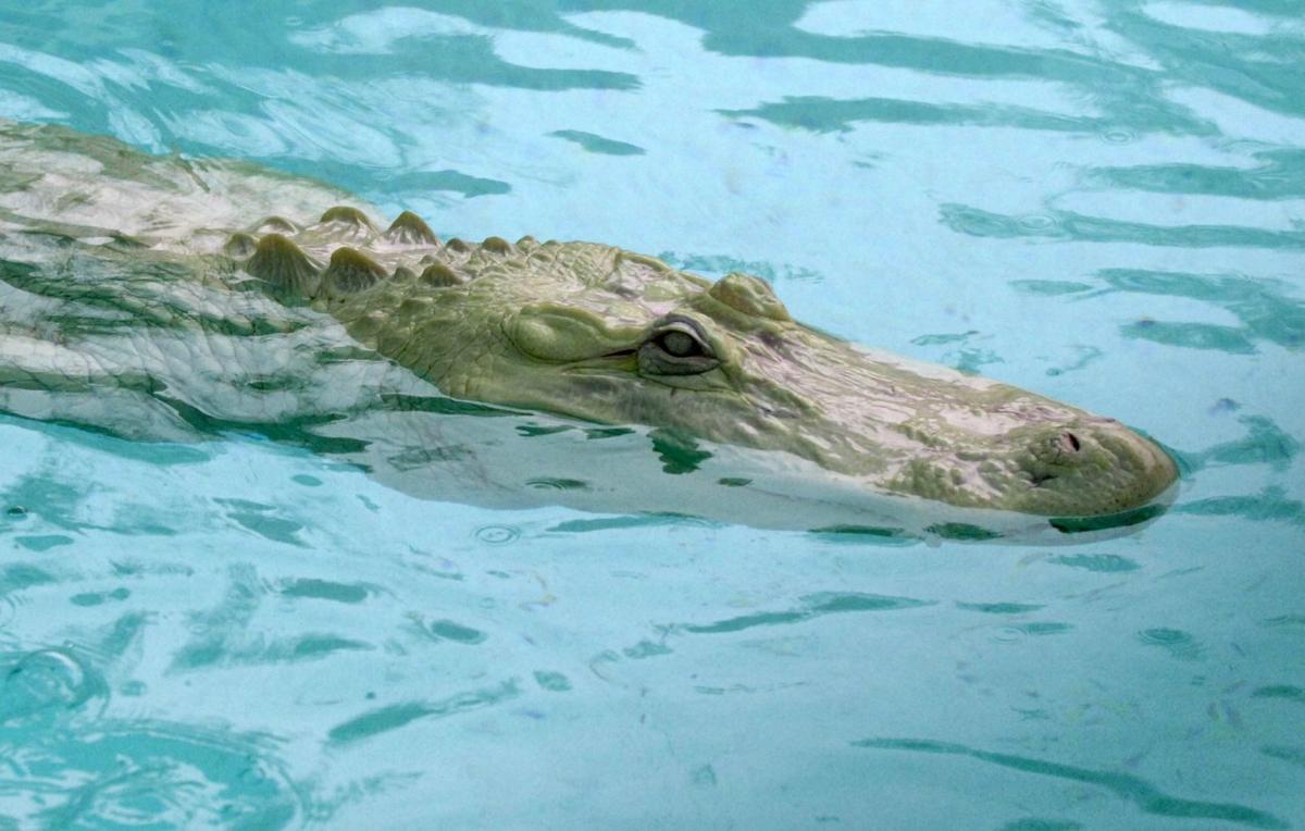 'Something different:' Alligator exhibit opens at Miller Park Zoo