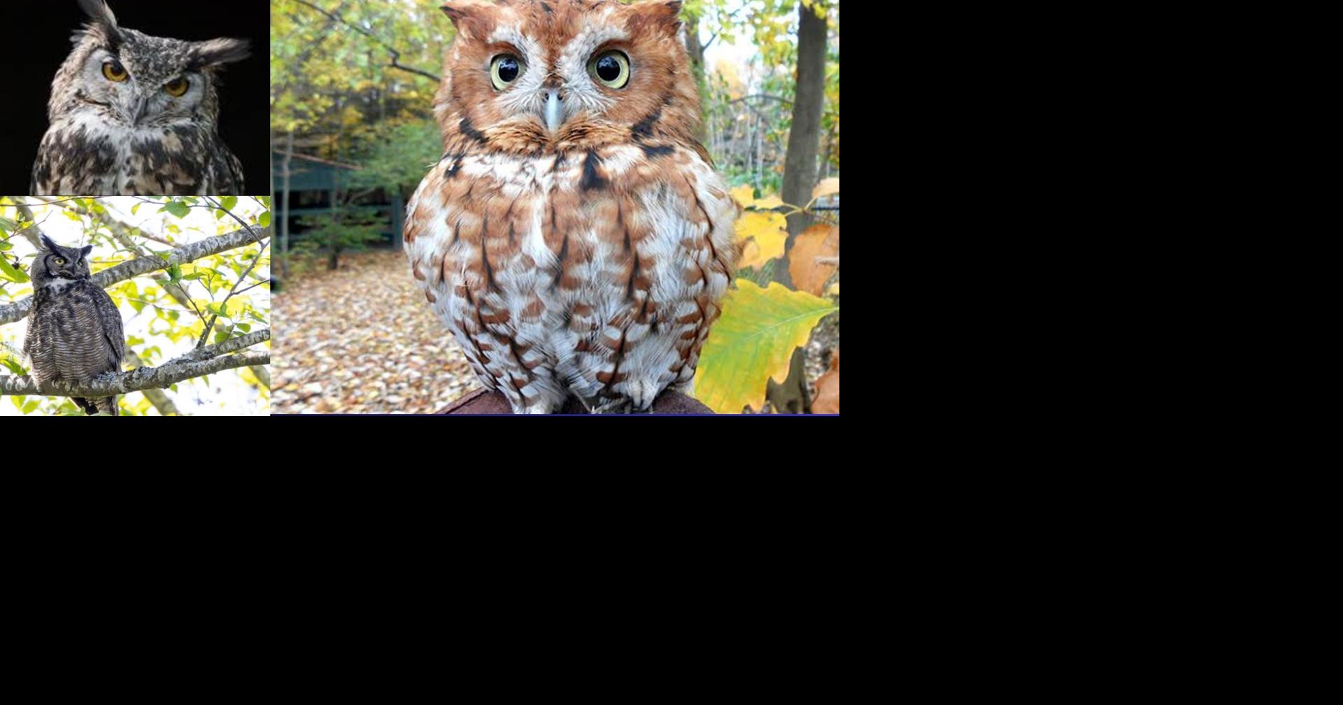 Fugate Woods to host birding, story event with focus on owls