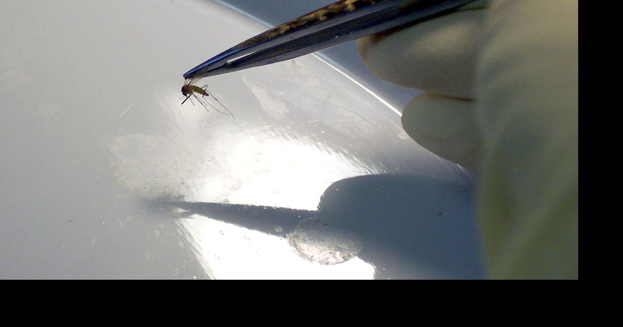 Fourth mosquito pool in McLean tests positive for West Nile