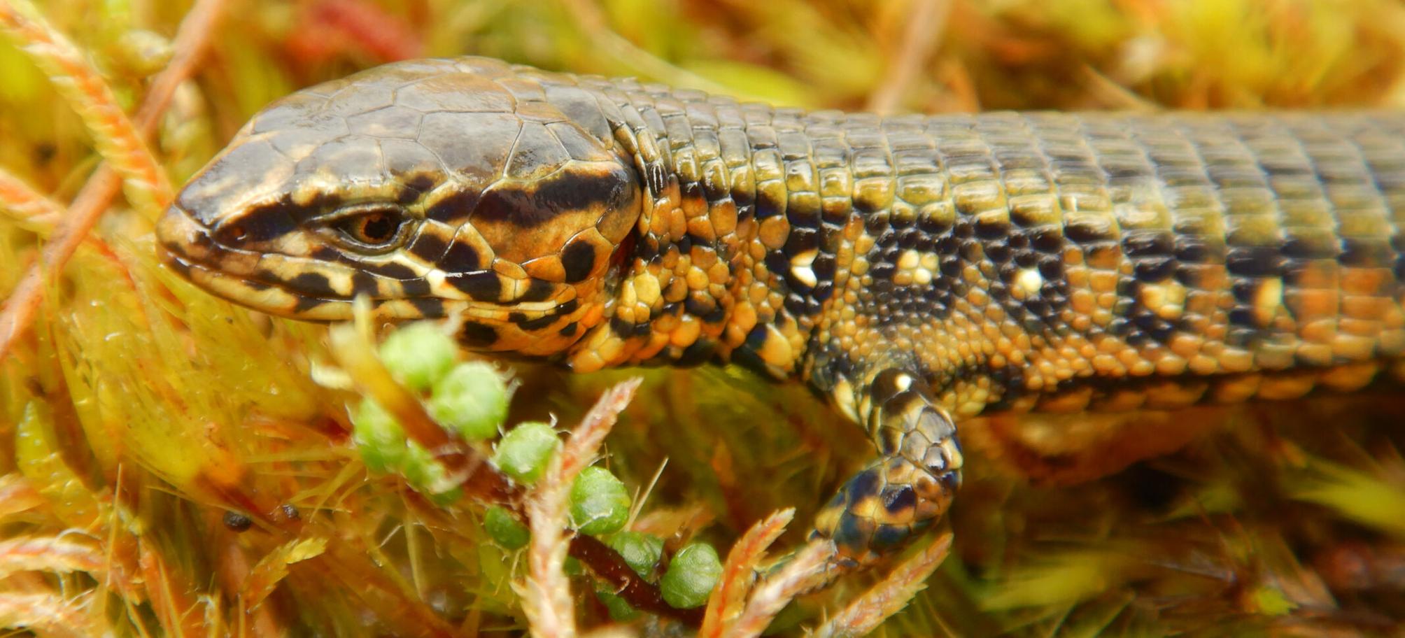 Illinois Wesleyan gets a namesake lizard