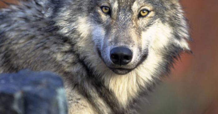 'Probable wolf' found dead near Dwight