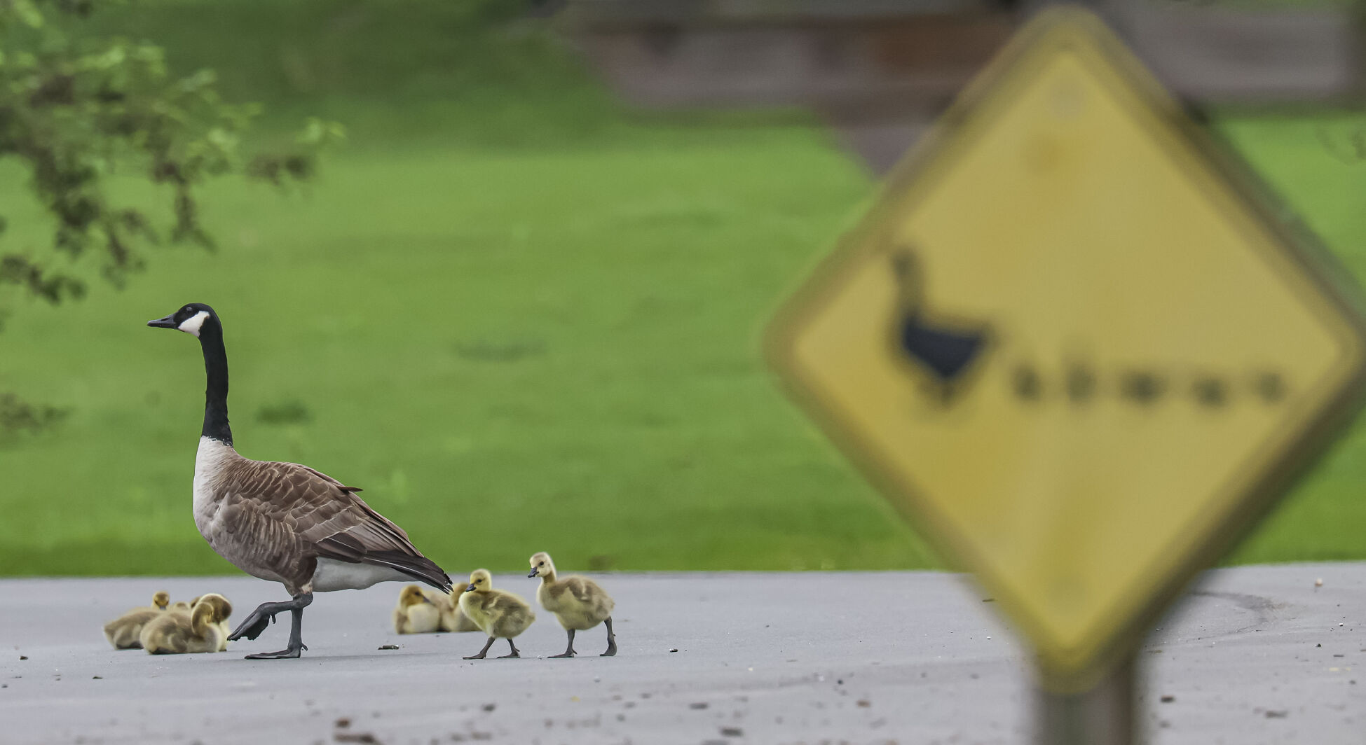 Photos: Baby geese on the go in Bloomington's Miller Park