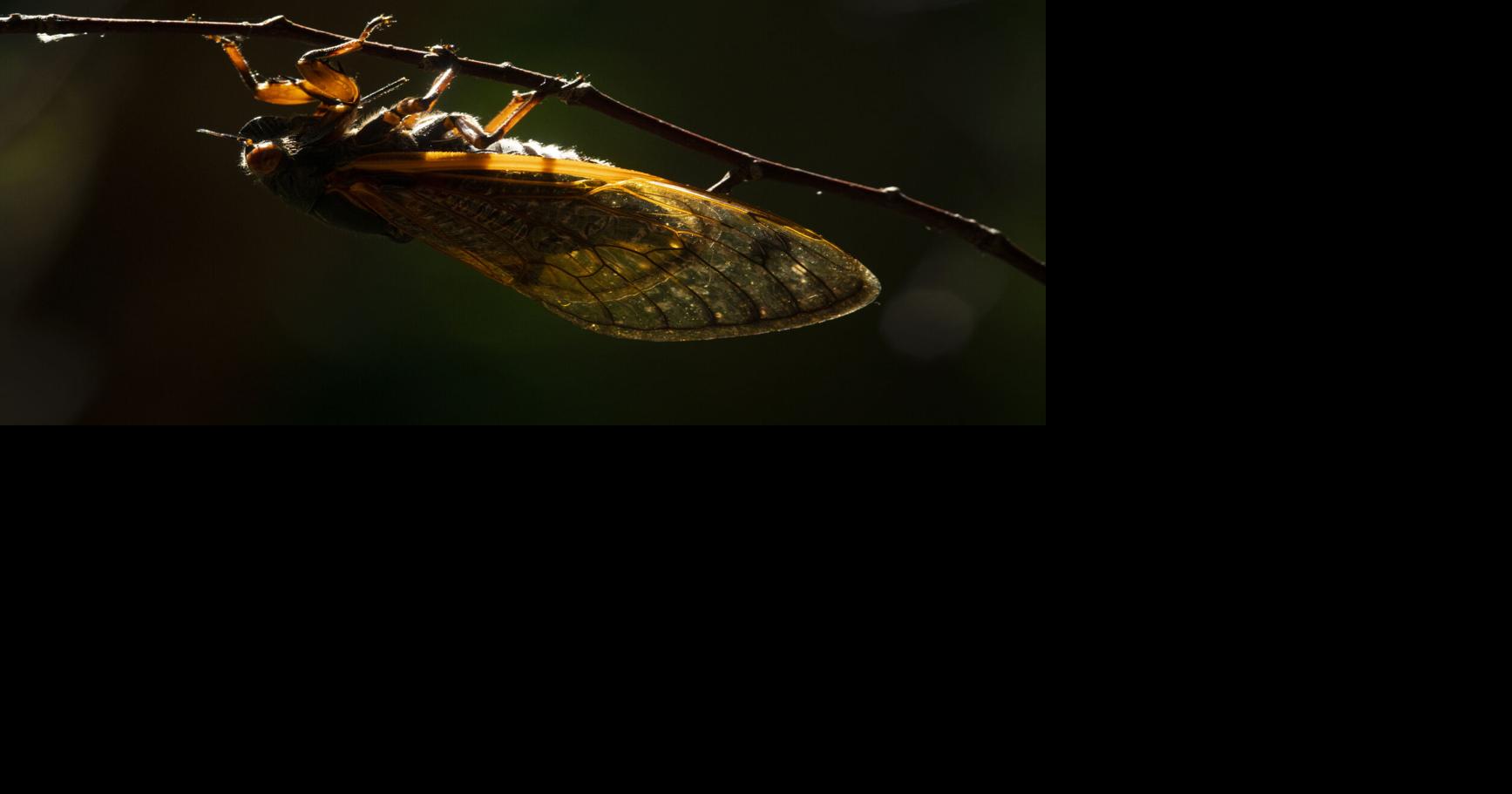What to know about the historic cicada emergence in Chicago and Illinois