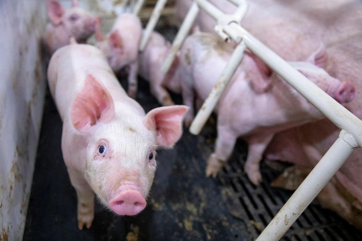 Plentiful pig inventory, pork supply to start new year, industry leader ...