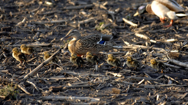 Group of ducklings rescued by police in Normal Thurs. evening