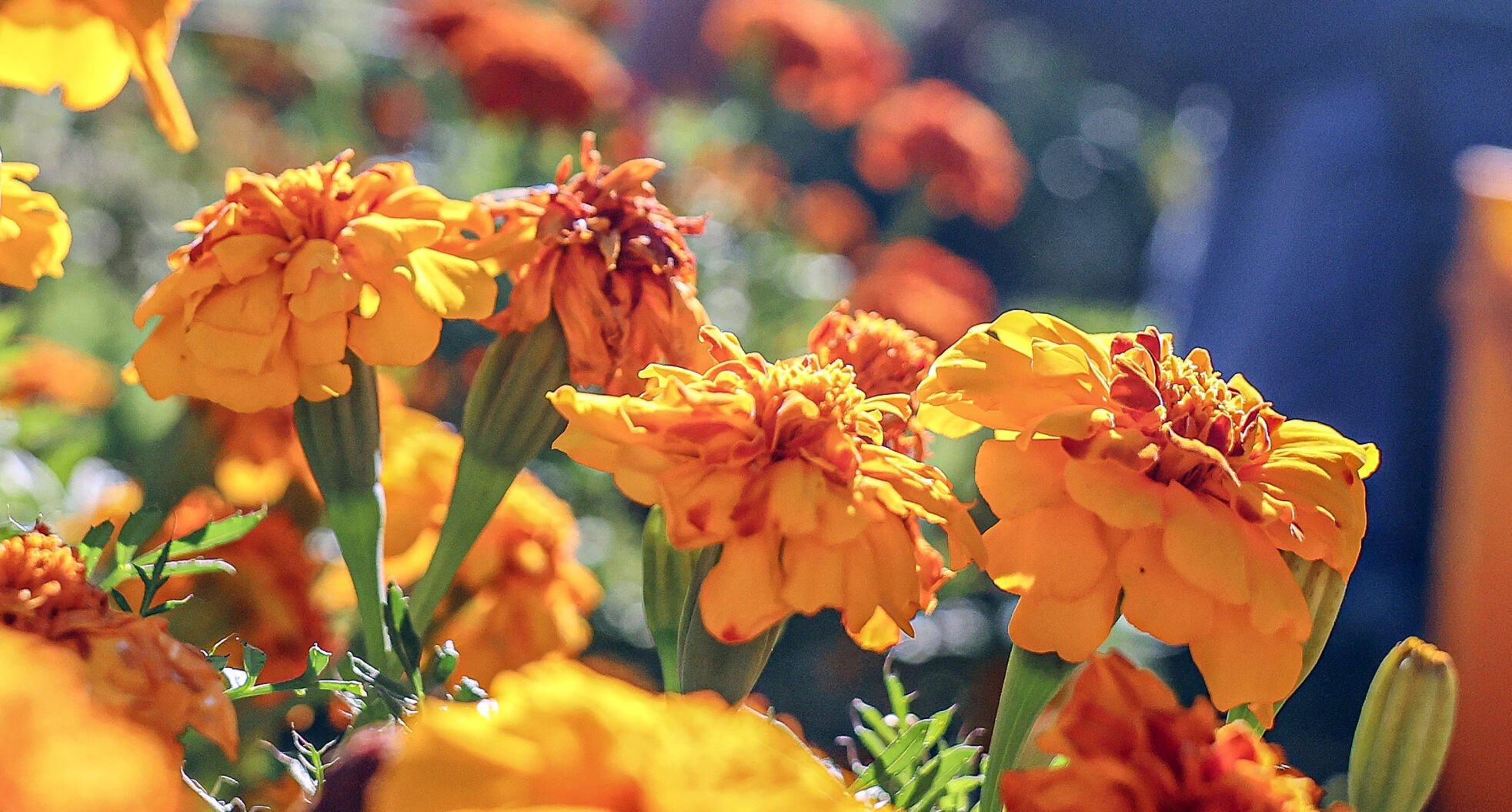 Marigold Festival starts Wednesday in Pekin
