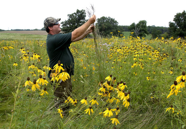 Prairie restoration project in full bloom near Lexington