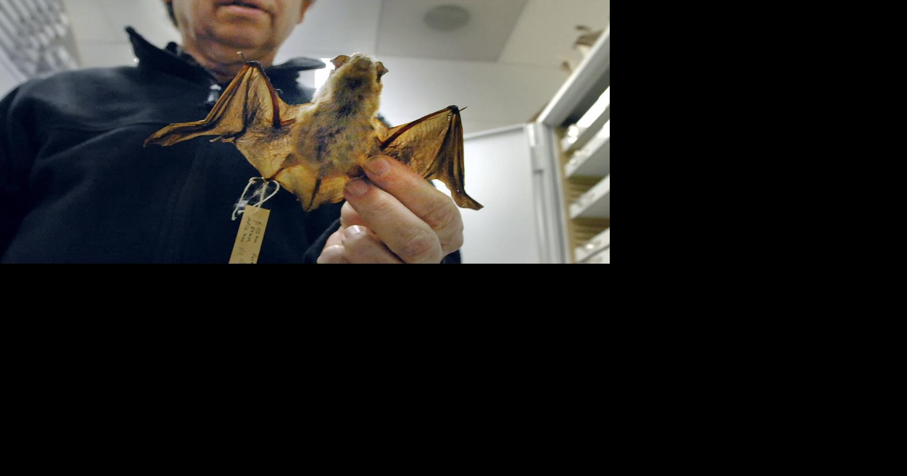 Study finds way to save bats from 'bad rap' from wind turbines
