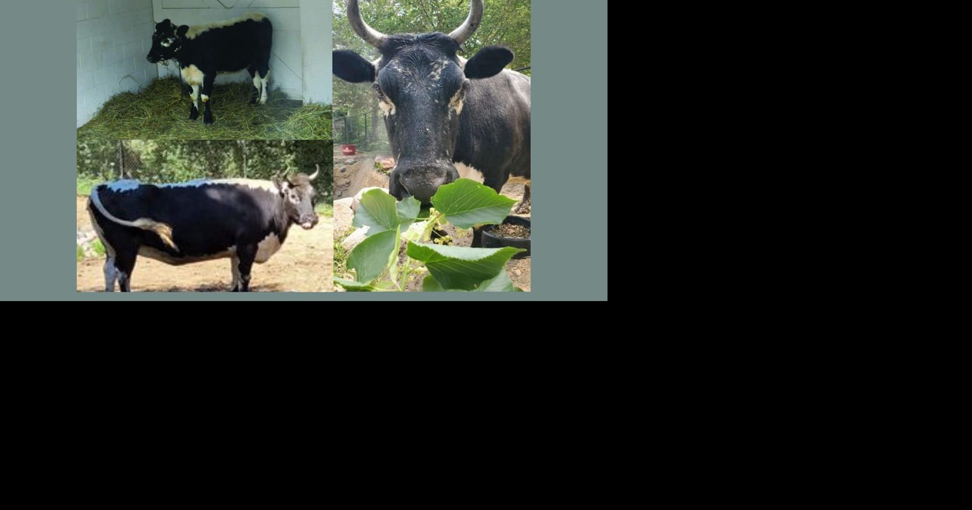 Miller Park Zoo mourns Randall Lineback cow