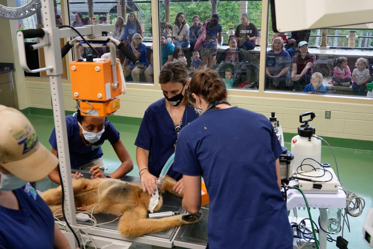Visitors to New Jersey zoo get to watch veterinarians treat the animals