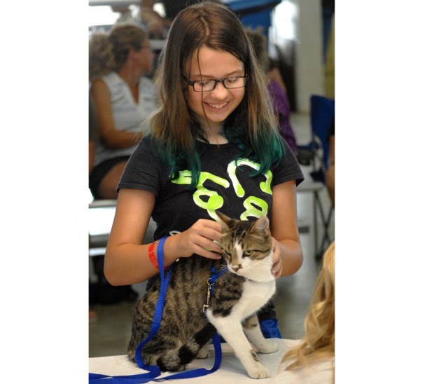 Cat show Saturday at the McLean County Fair