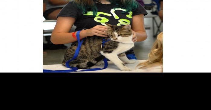 Cat show Saturday at the McLean County Fair