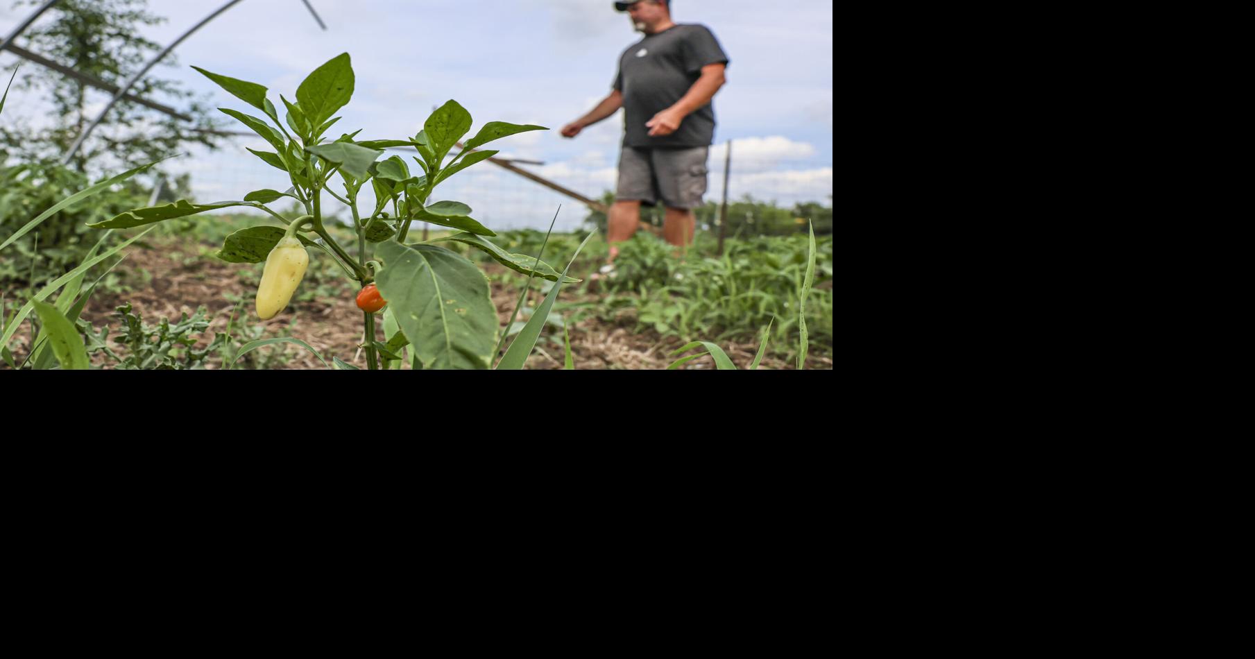 Rains relieve Central Illinois growers — but is the damage done?