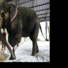 Elephant hurt by mine gets artificial leg