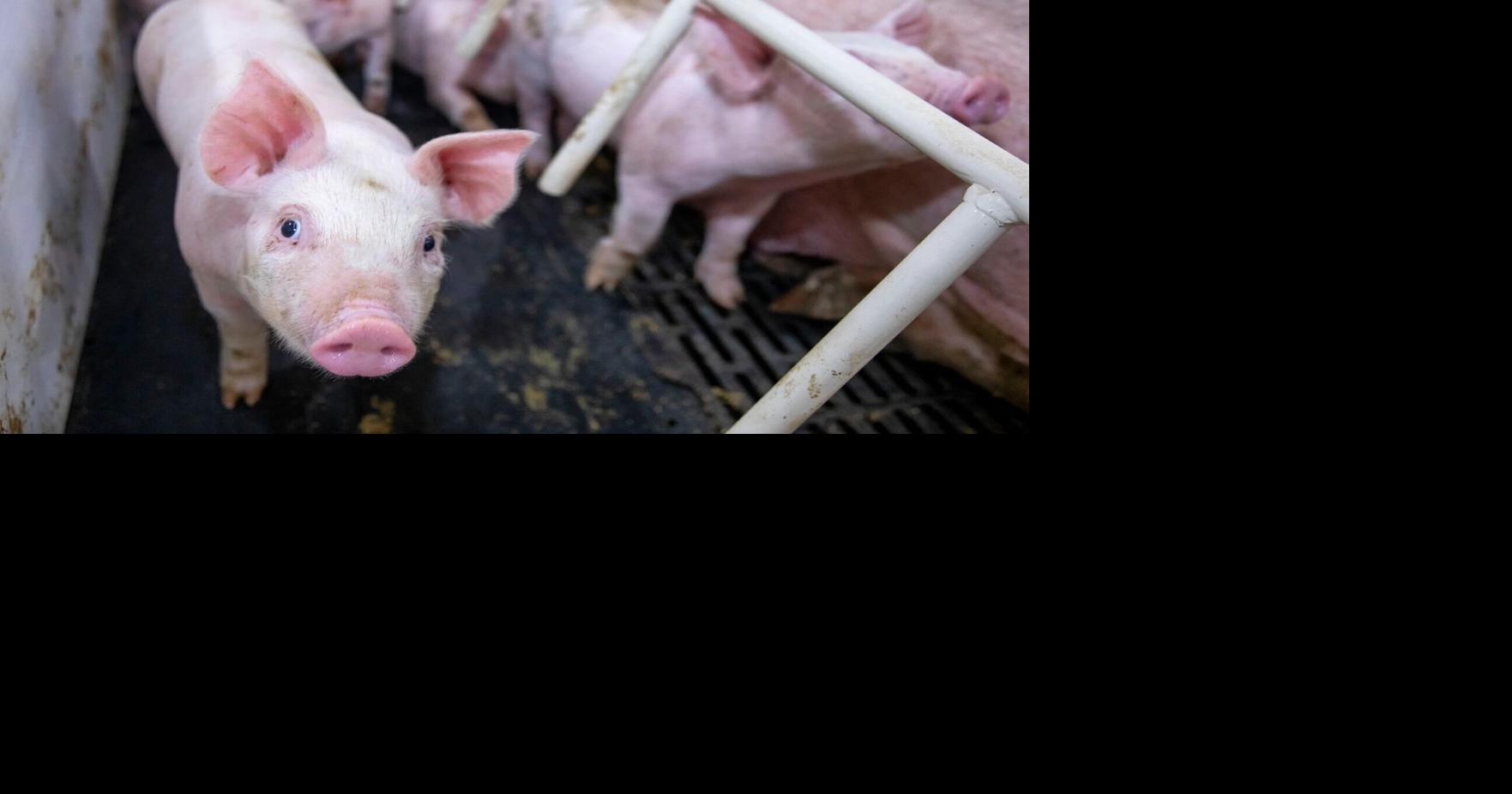 Plentiful pig inventory, pork supply to start new year, industry leader ...