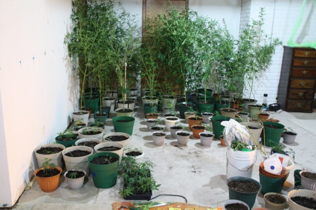 154 marijuana plants seized from basement; 2 Gridley residents arrested