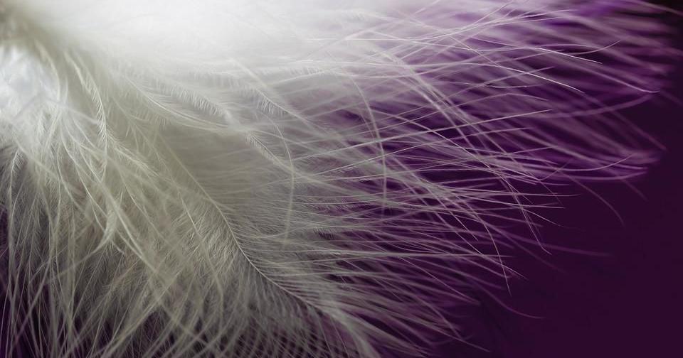 Commentary: How a million feathers can save our republic