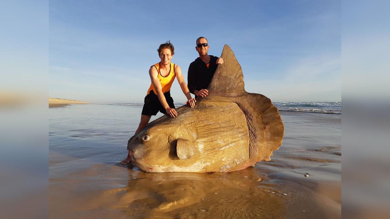 Rare giant sunfish weighing more than car washes up on Australia beach