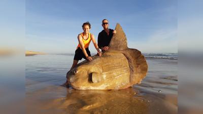 Rare giant sunfish weighing more than car washes up on Australia beach