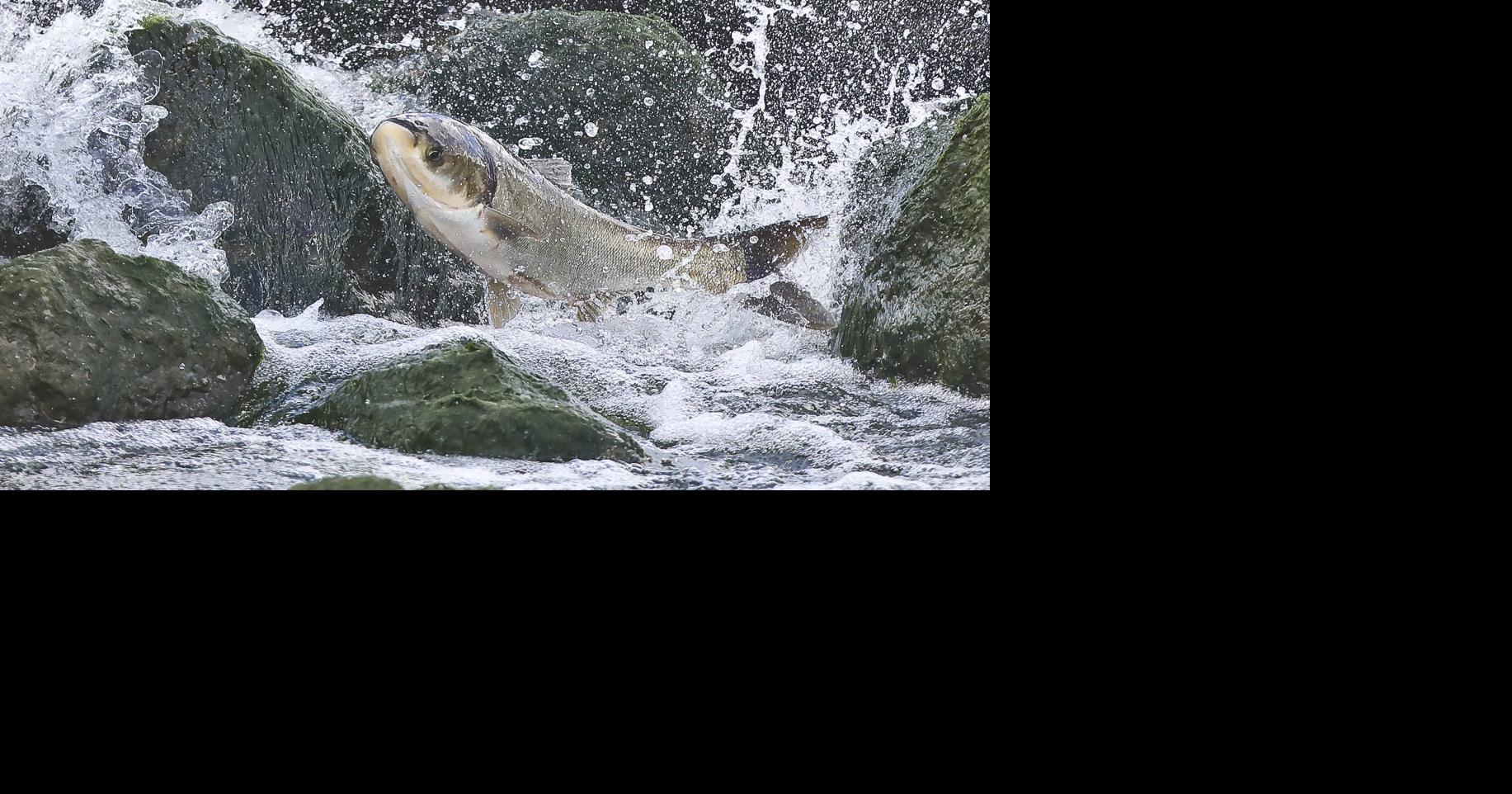 IDNR responds as thousands of Asian carp swarm downstream of Lake ...