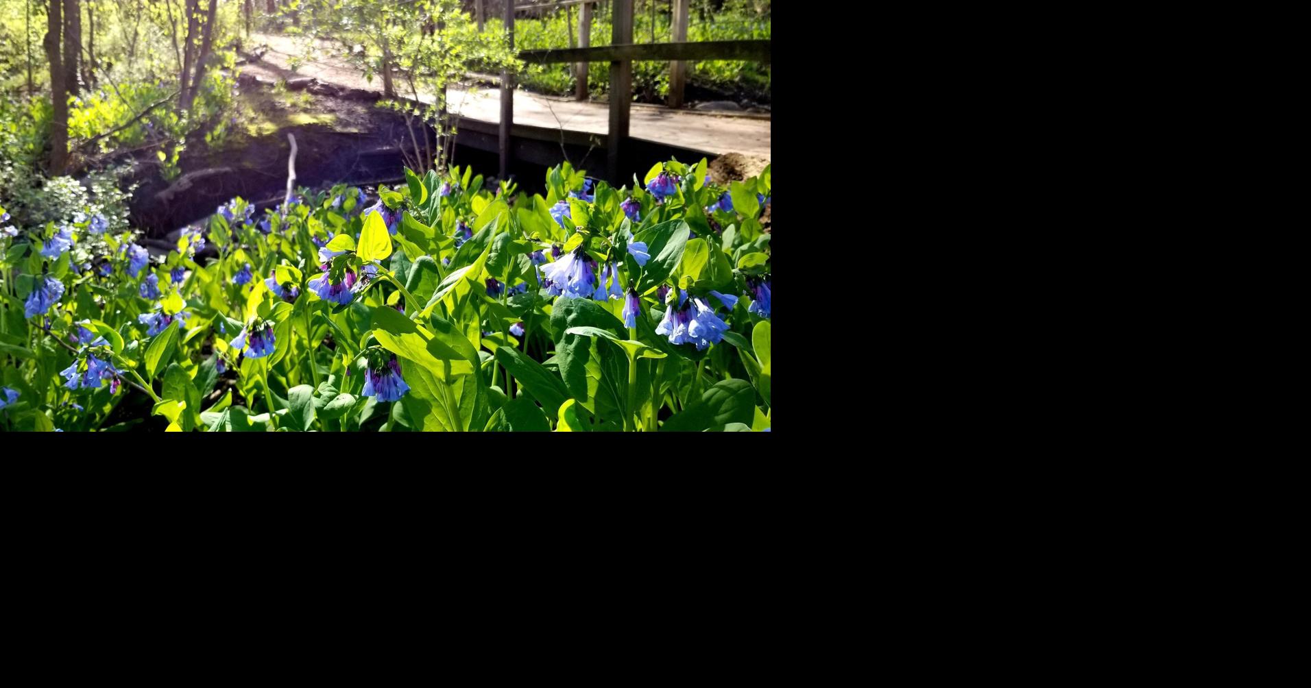 These Central Illinois woods offer 'little jewels' in bloom