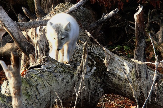 Rare white fox found at Comlara Park