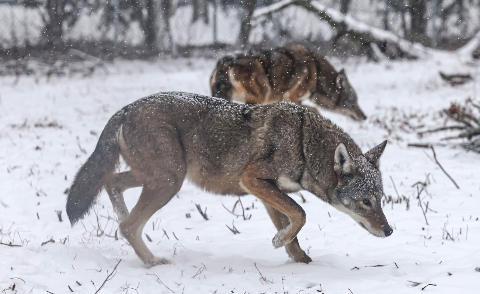 Miller Park Zoo announces death of male red wolf