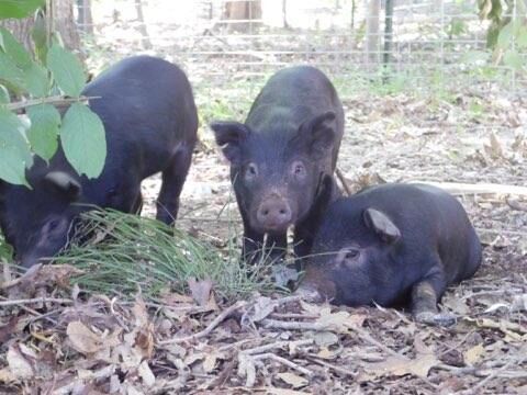 Miller Park Zoo taking votes to name new baby mulefoot hog