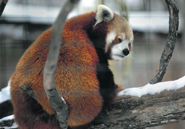 Zoo animals thrive despite cold — naturally