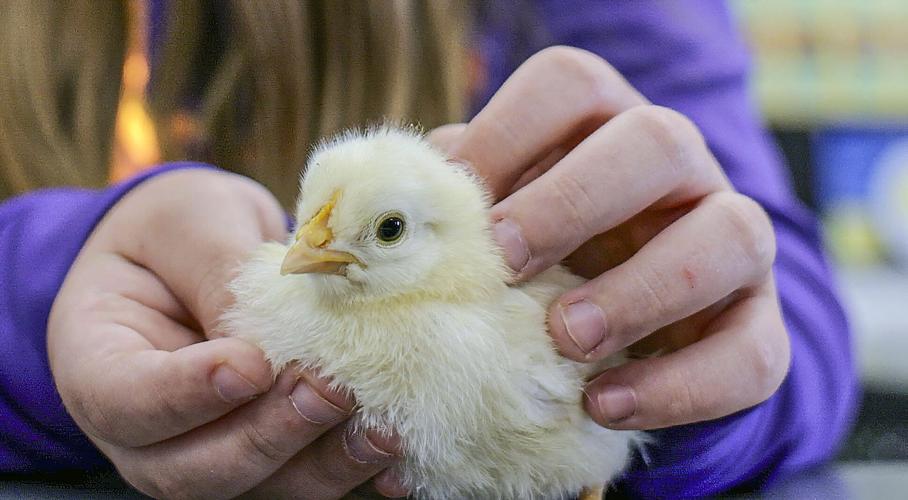 Chick It Out program an egg-citing time for local students