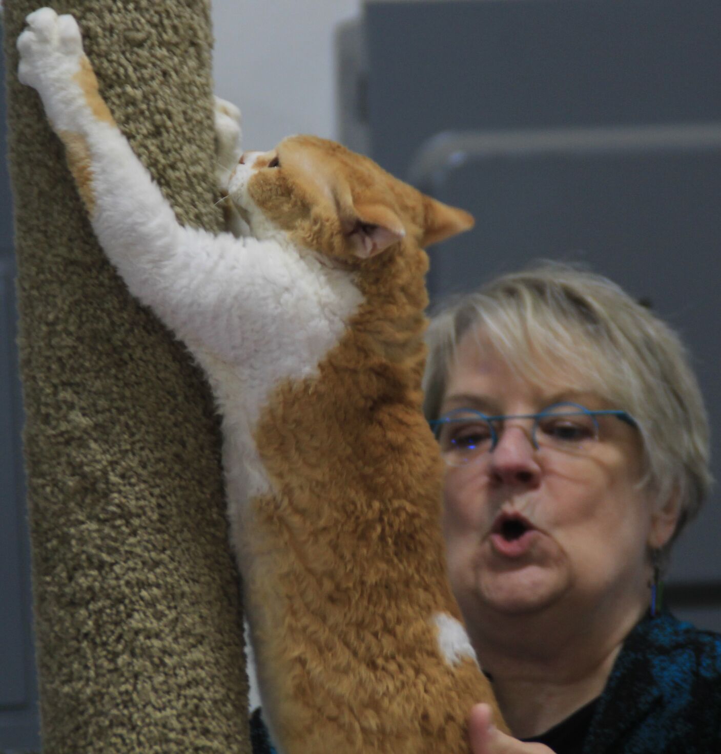 127 felines put their best paws forward at Illini Cat Club's All Breed ...