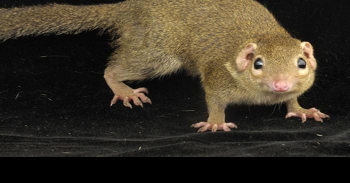 Two shrews born at Miller Park Zoo