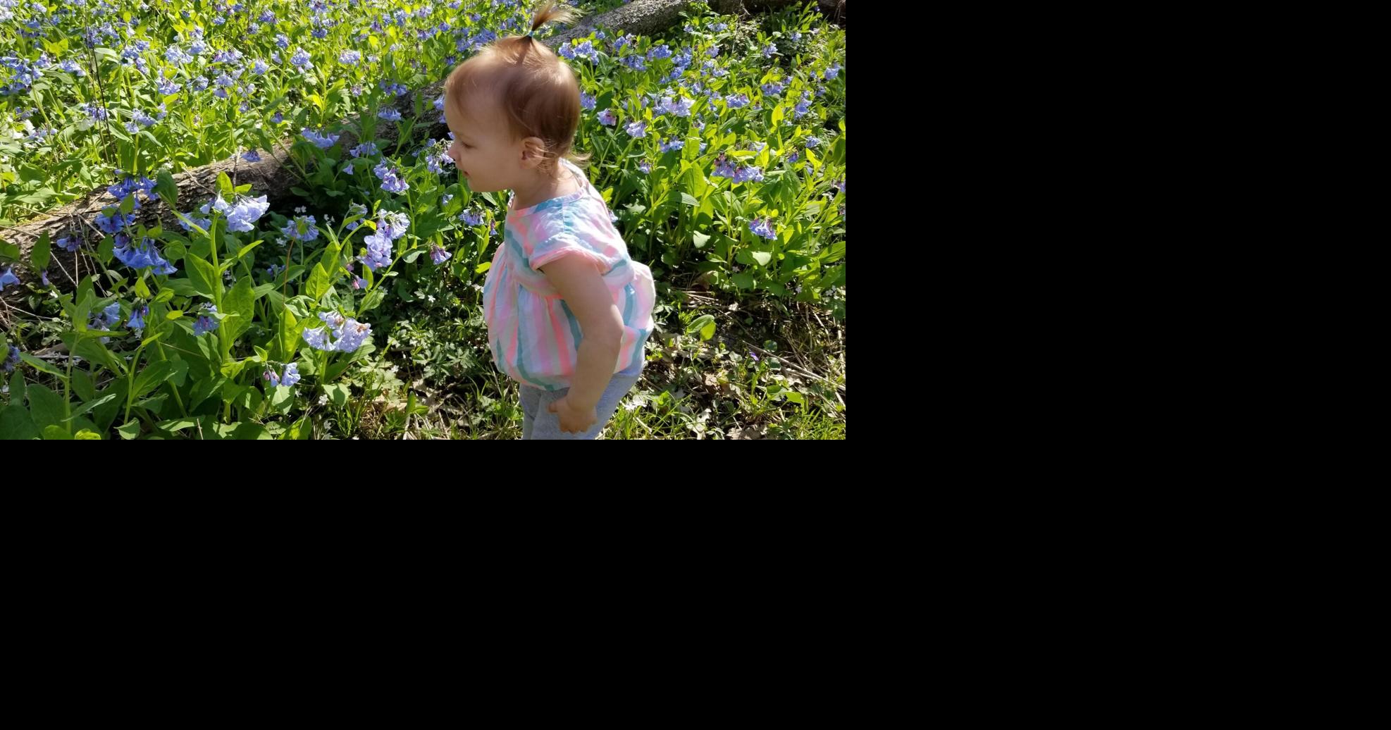 A parade of wildflowers blooming in Central Illinois